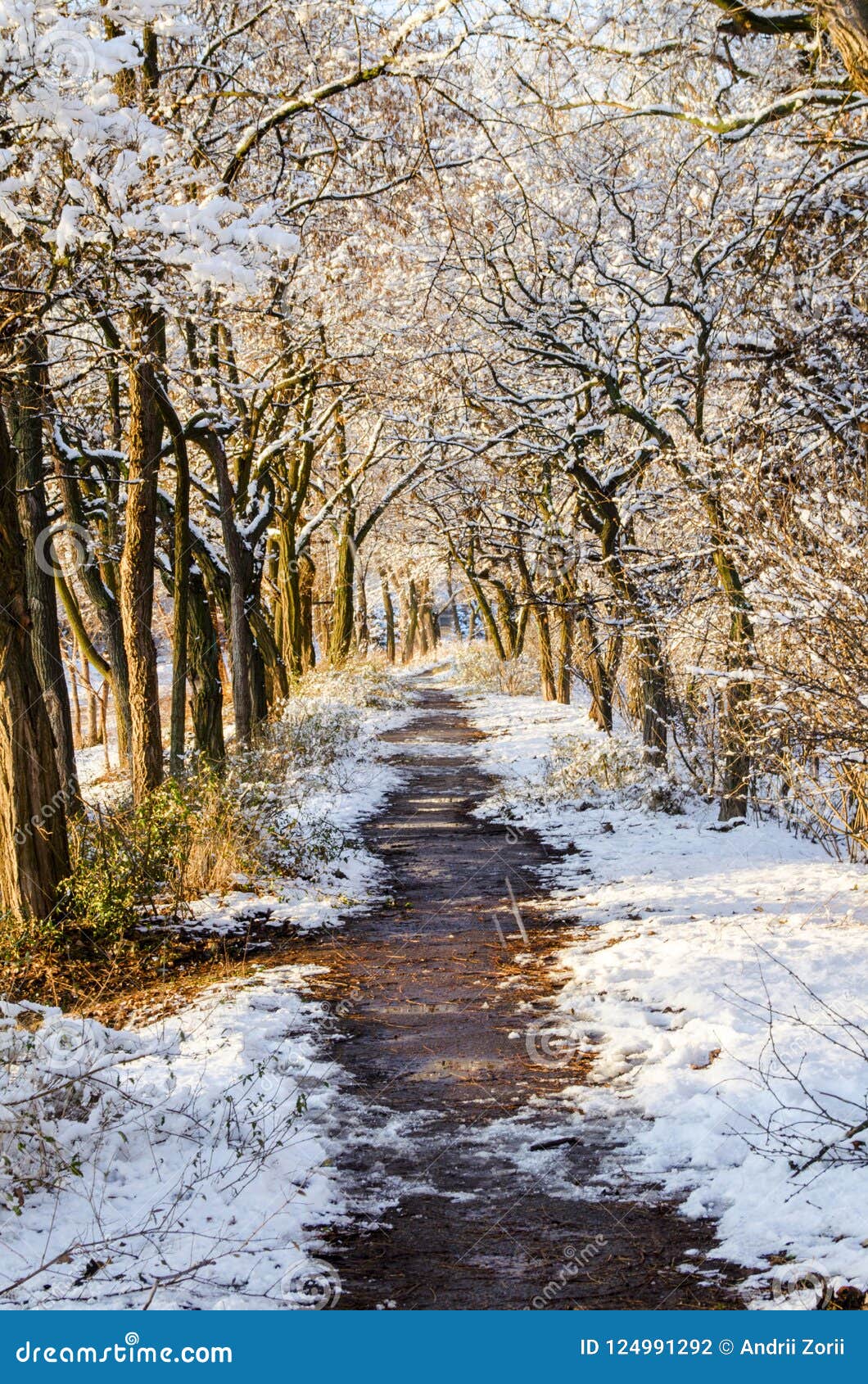 Winter Trail Running between the Frozen Trees. Magic Rays of the Sun ...