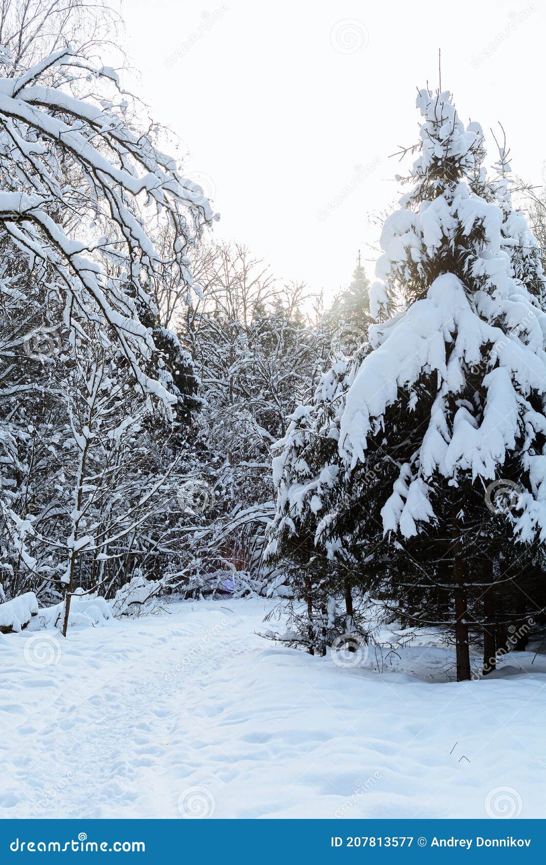 Lane through the Snow-covered Forest Stock Image - Image of scenic ...