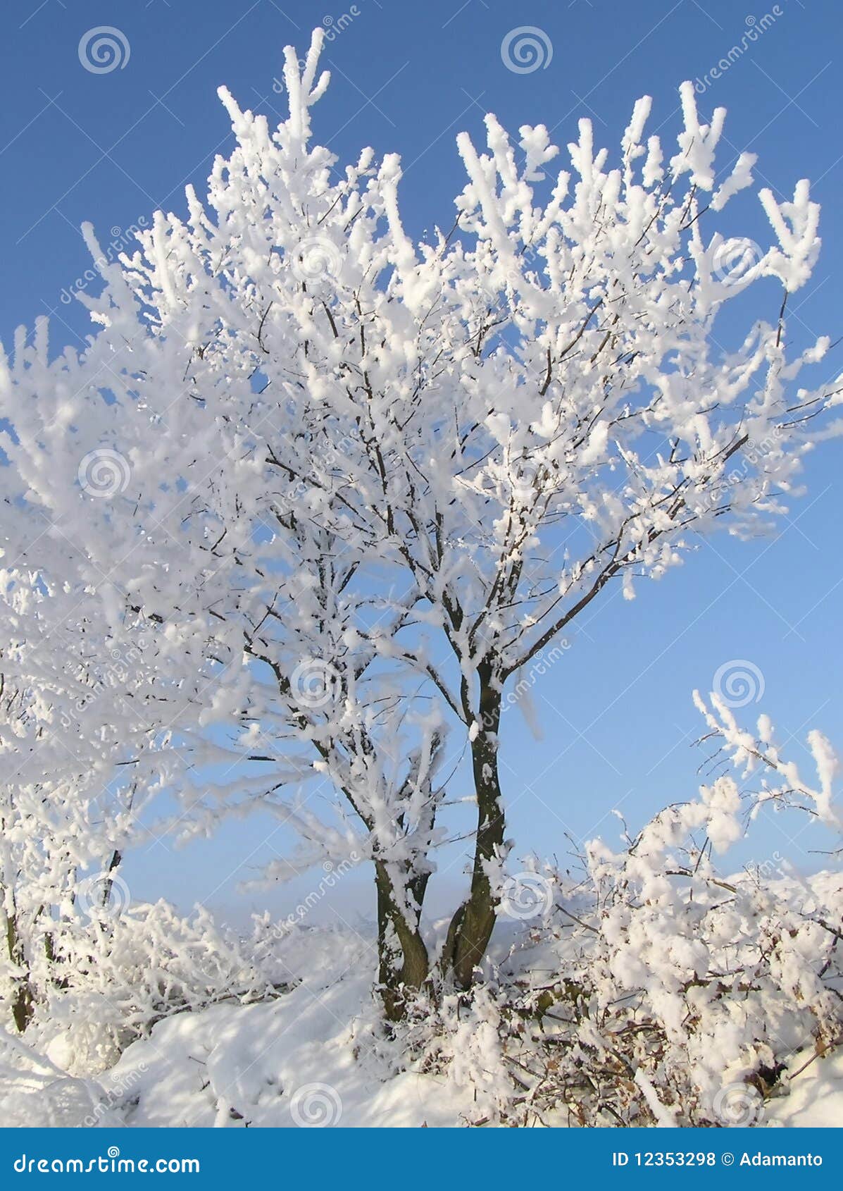 Winter Tree stock photo. Image of season, spruce, nature - 12353298