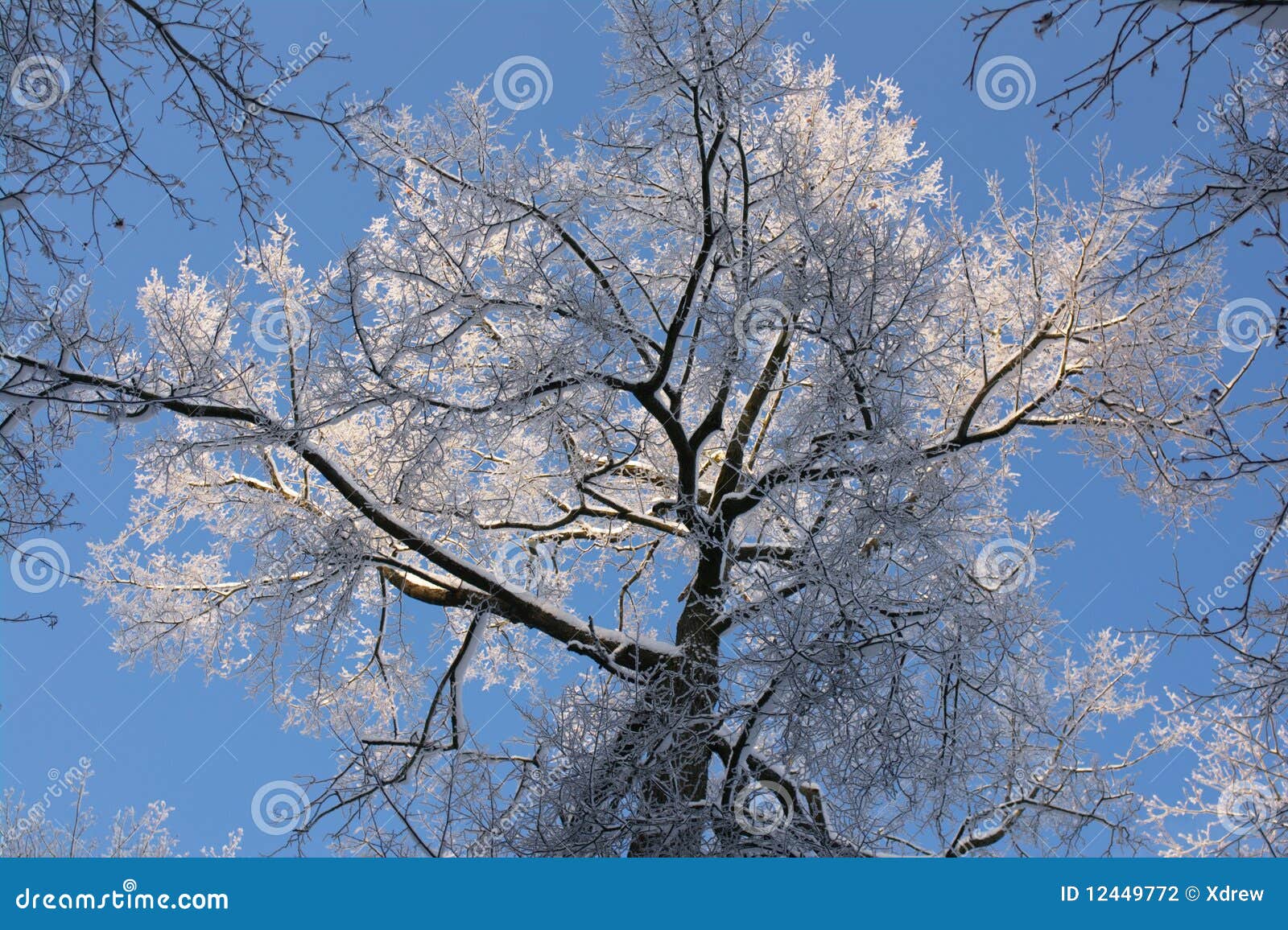 Winter tree stock photo. Image of branch, snow, iced - 12449772