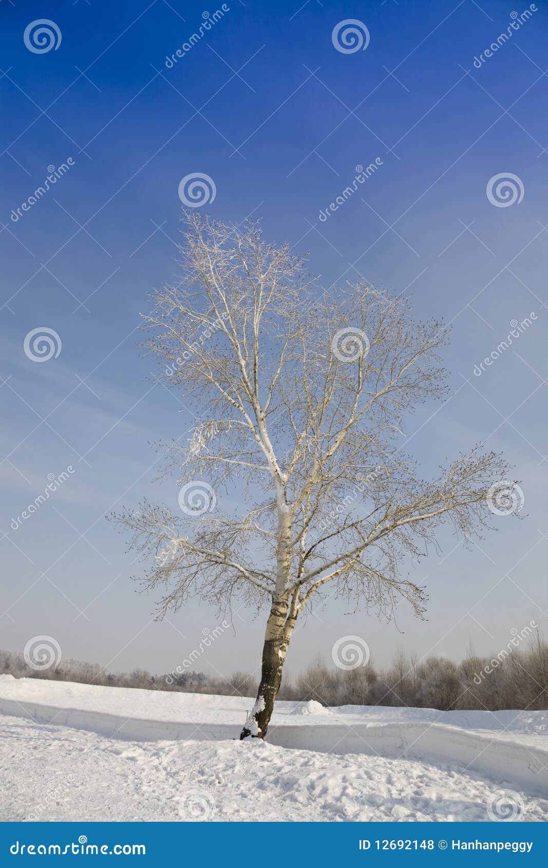 Winter tree stock photo. Image of single, december, frozen - 12692148