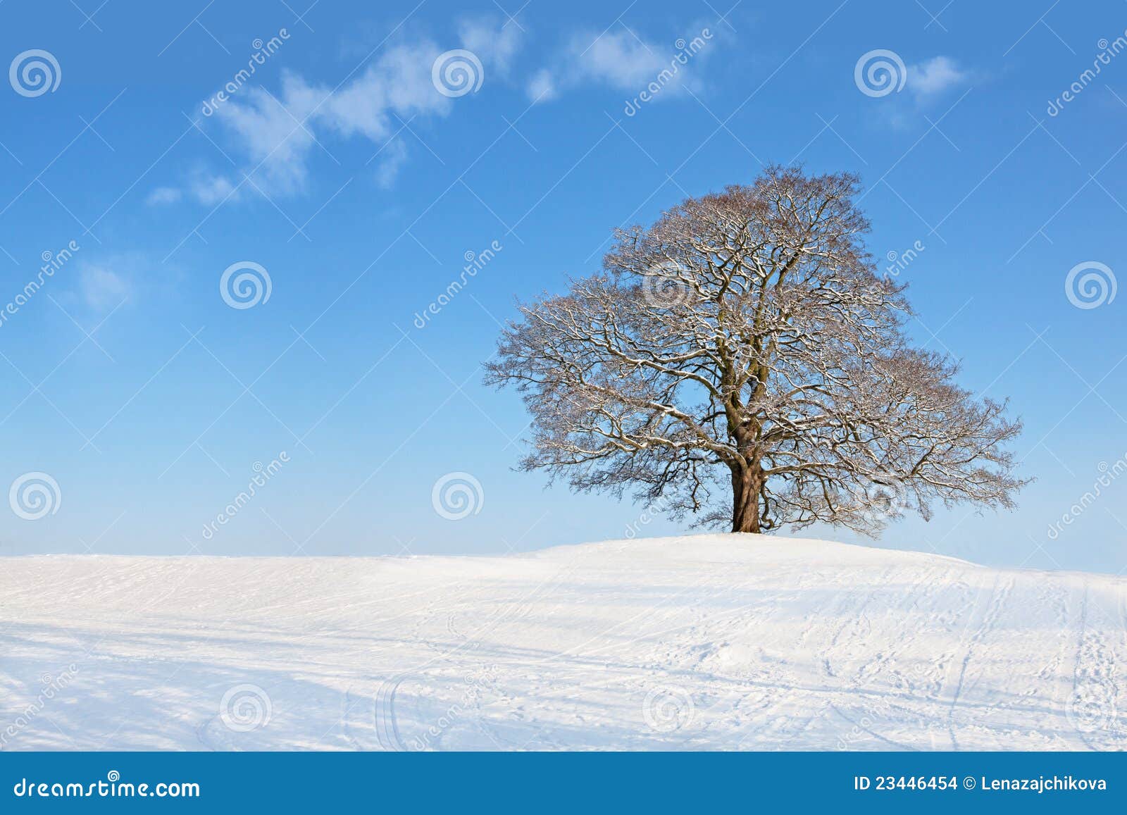Winter tree stock photo. Image of scene, nature, clear - 23446454