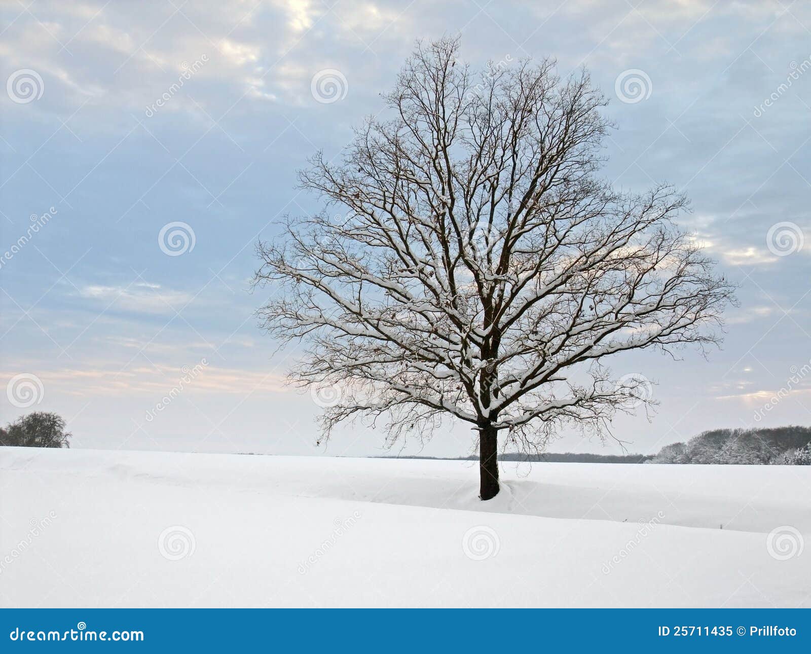Winter tree stock image. Image of husbandry, nature, season - 25711435