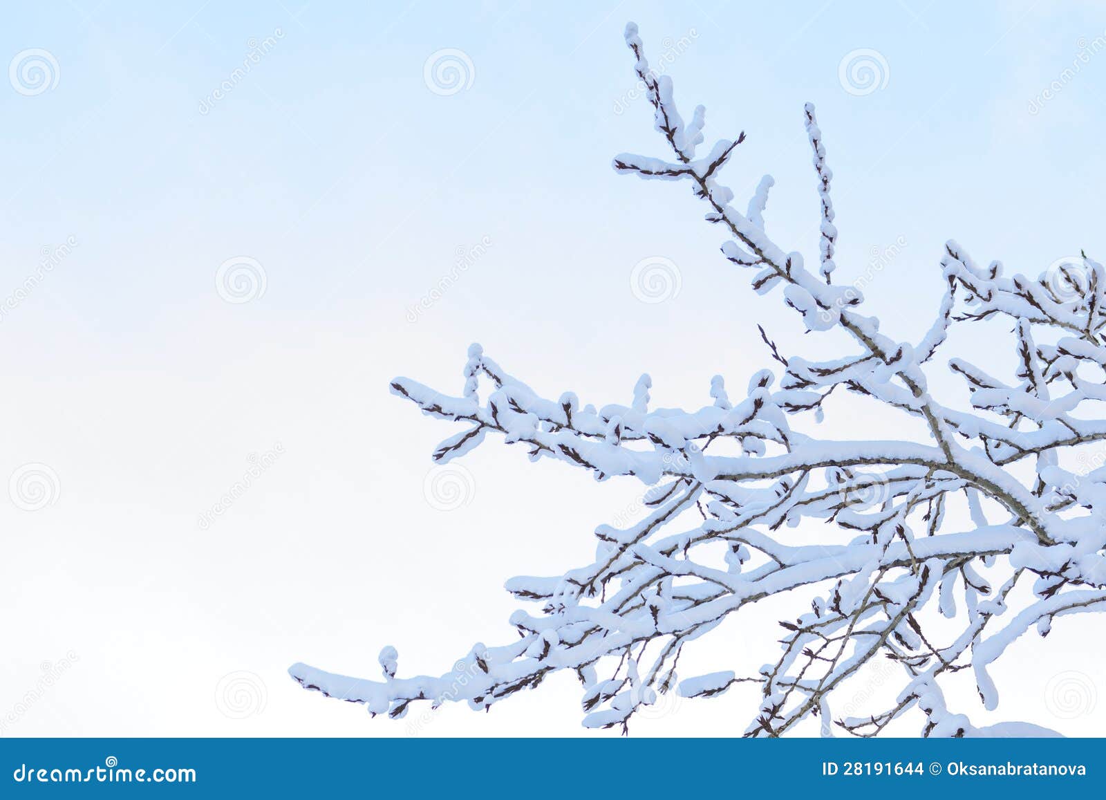 Winter tree stock photo. Image of white, environment - 28191644
