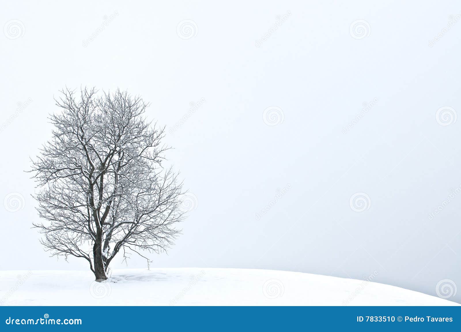 Winter Tree Holiday Snow Background. Blue Spruce, Christmas And New ...