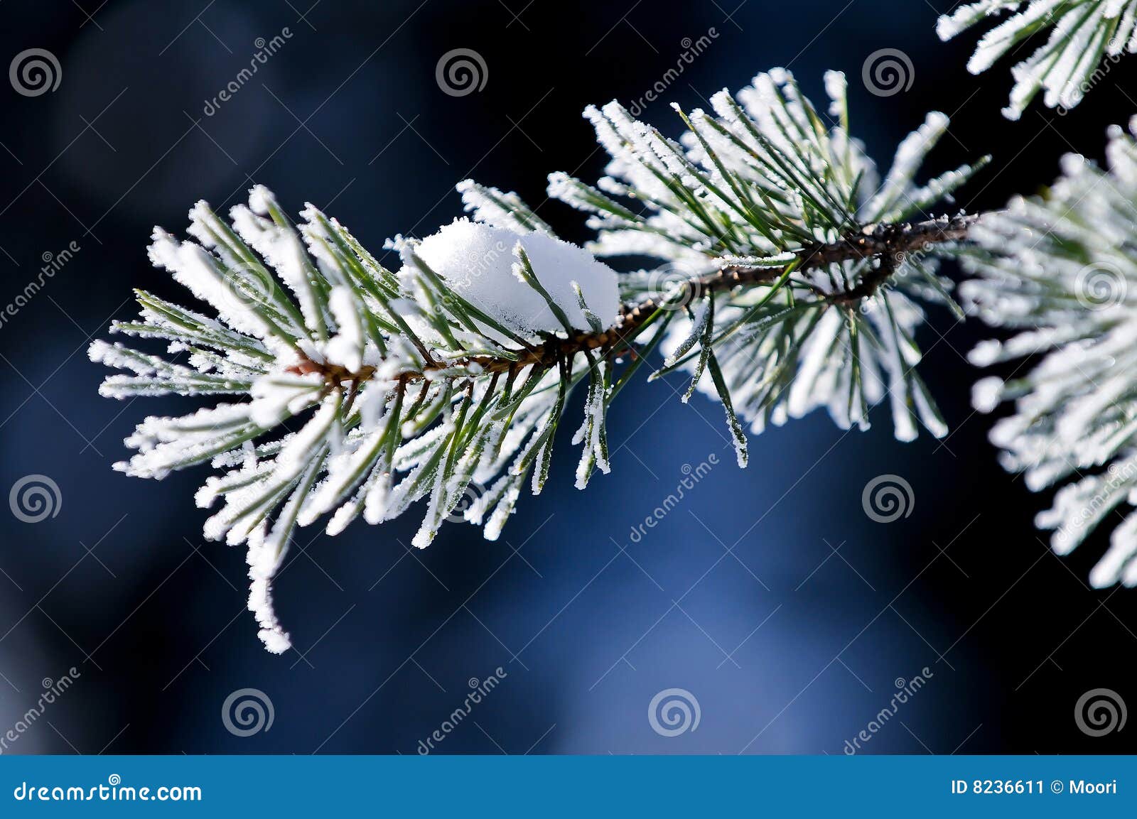 Winter tree stock image. Image of tree, snowy, white, close - 8236611
