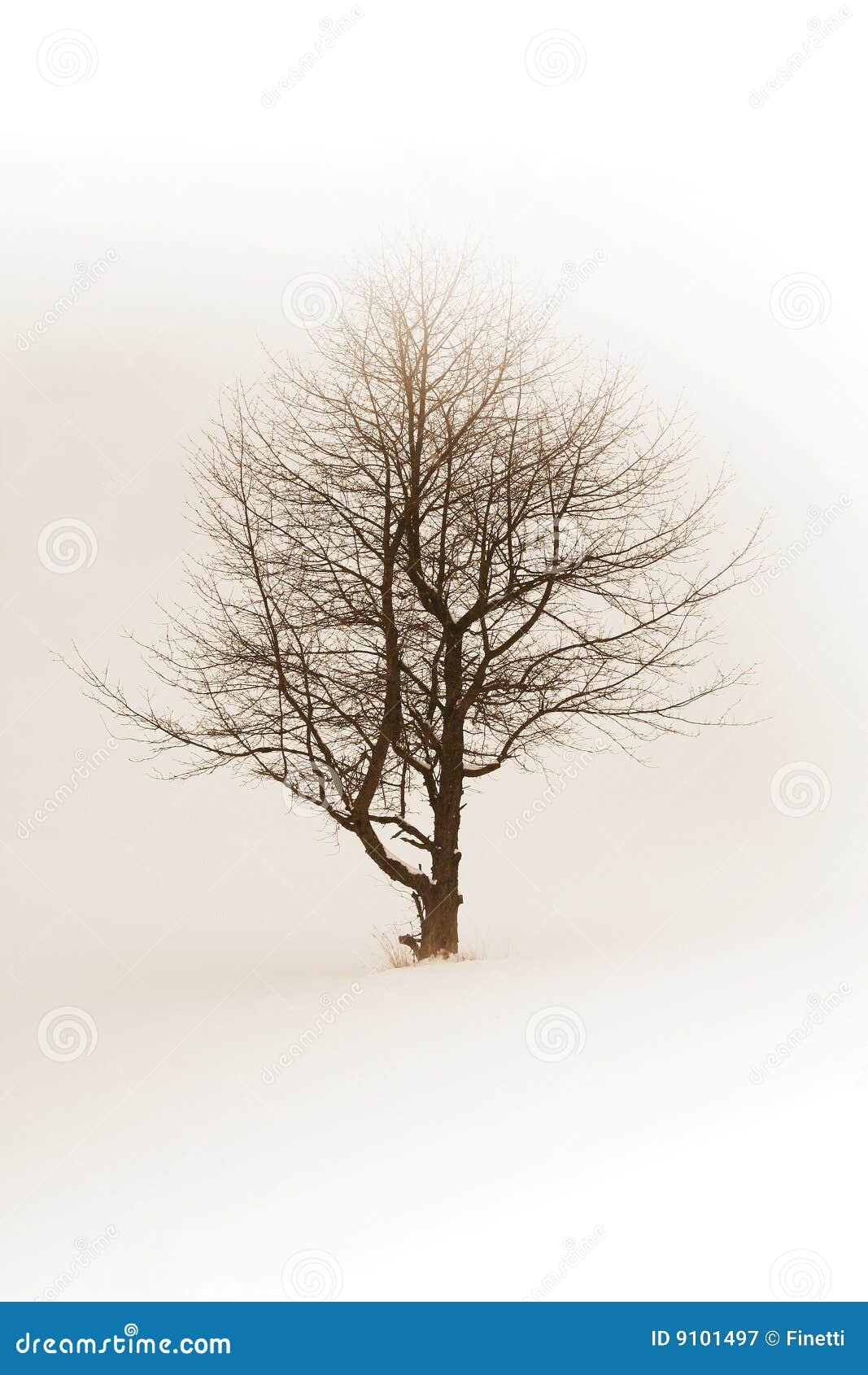 Winter tree stock image. Image of park, nature, black - 9101497