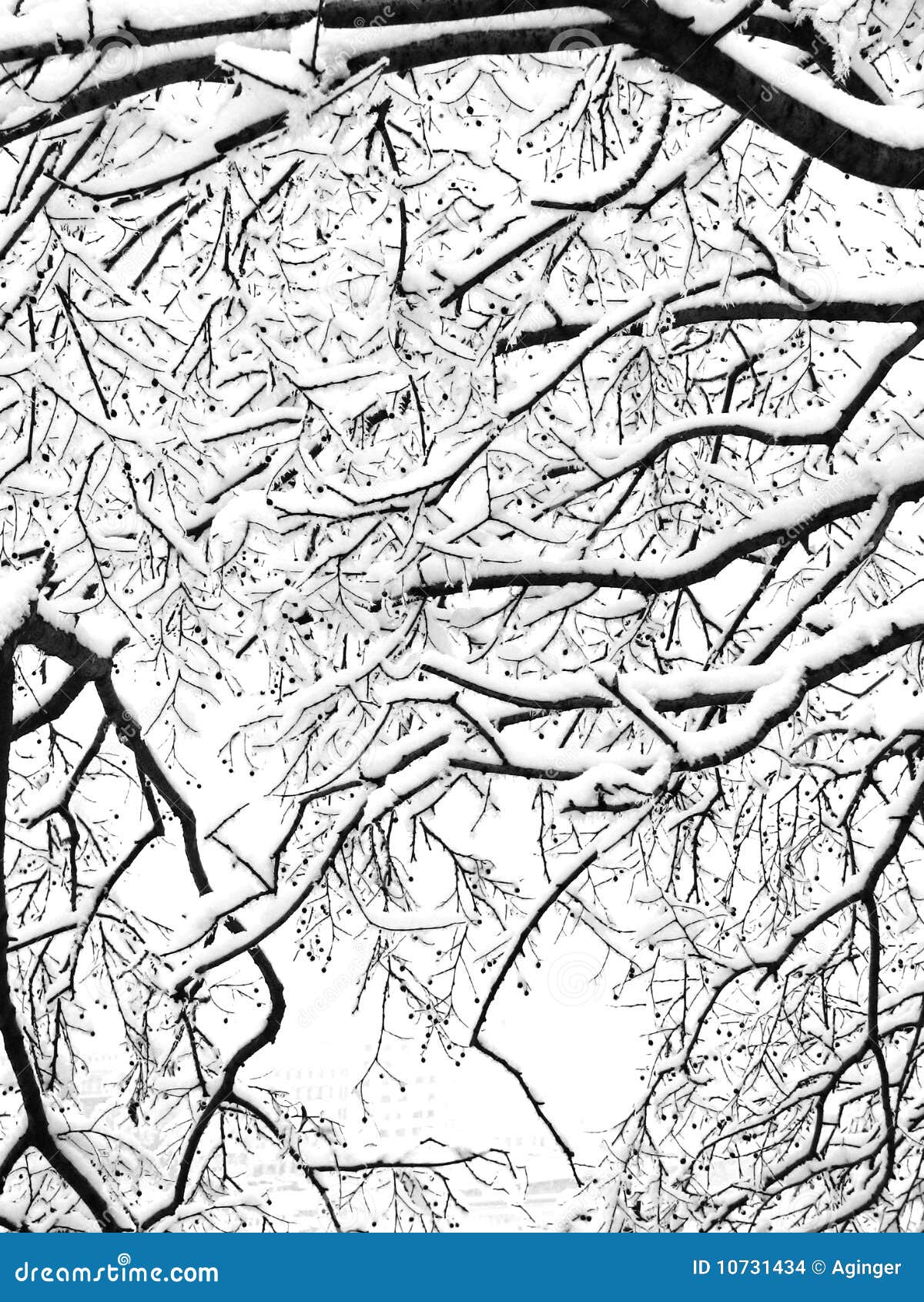 Winter tree abstract stock photo. Image of branch, closeup - 10731434