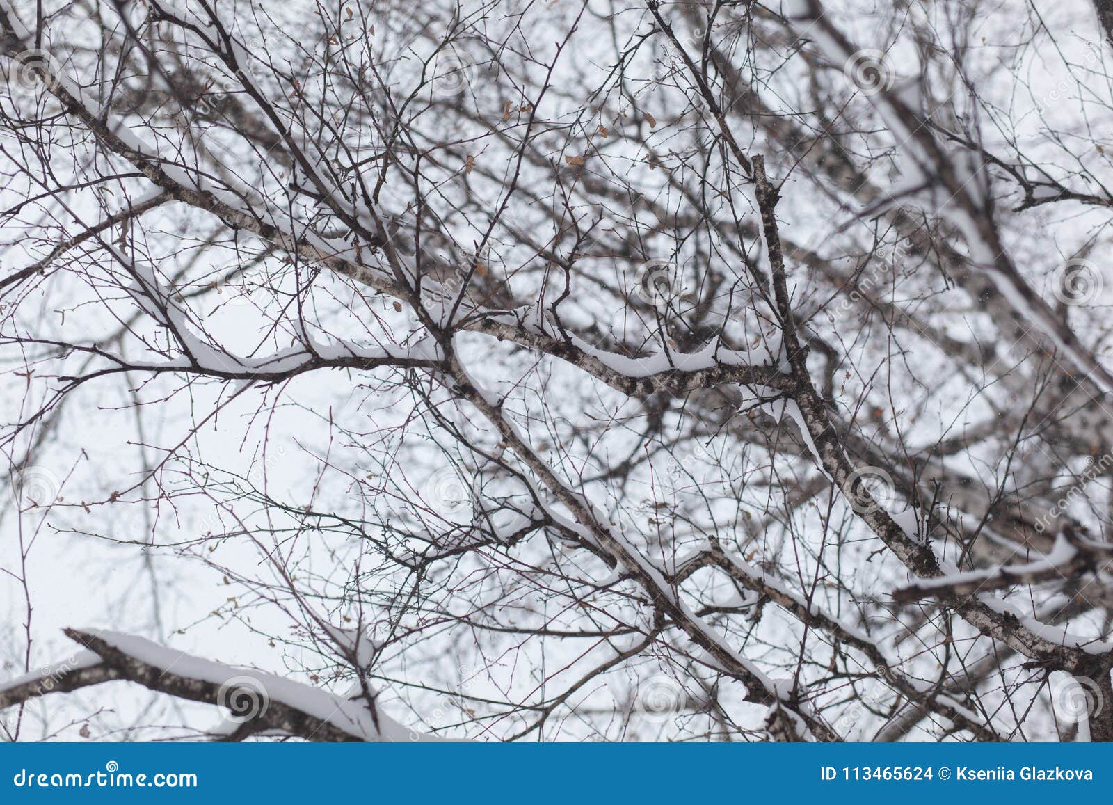 Winter tree. bare branches stock photo. Image of mist - 113465624