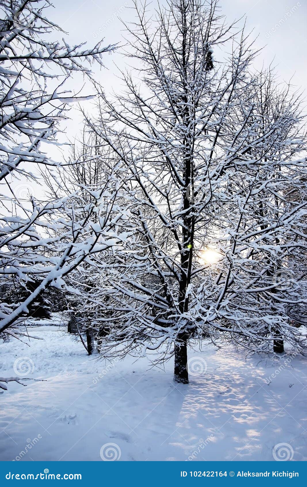 Winter Tree Bare Under Snow Stock Photo - Image of park, forest: 102422164