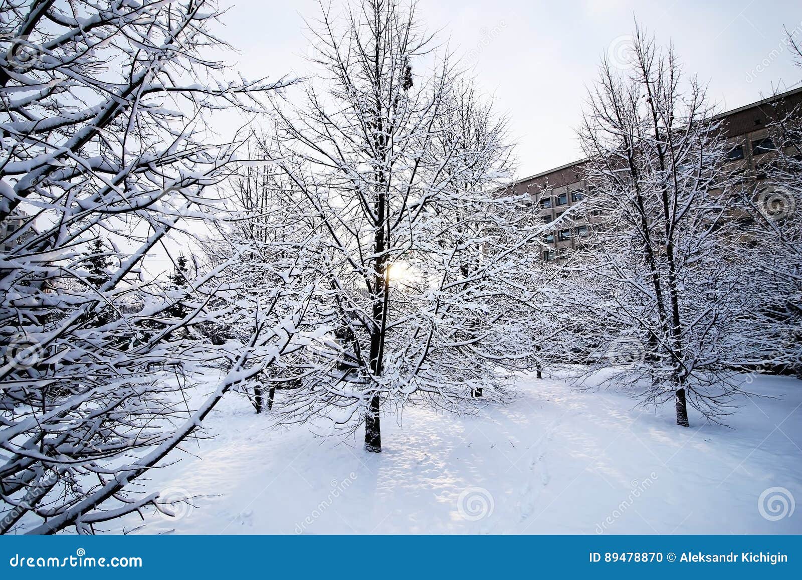 Winter Tree Bare Under Snow Stock Photo - Image of blue, crystal: 89478870