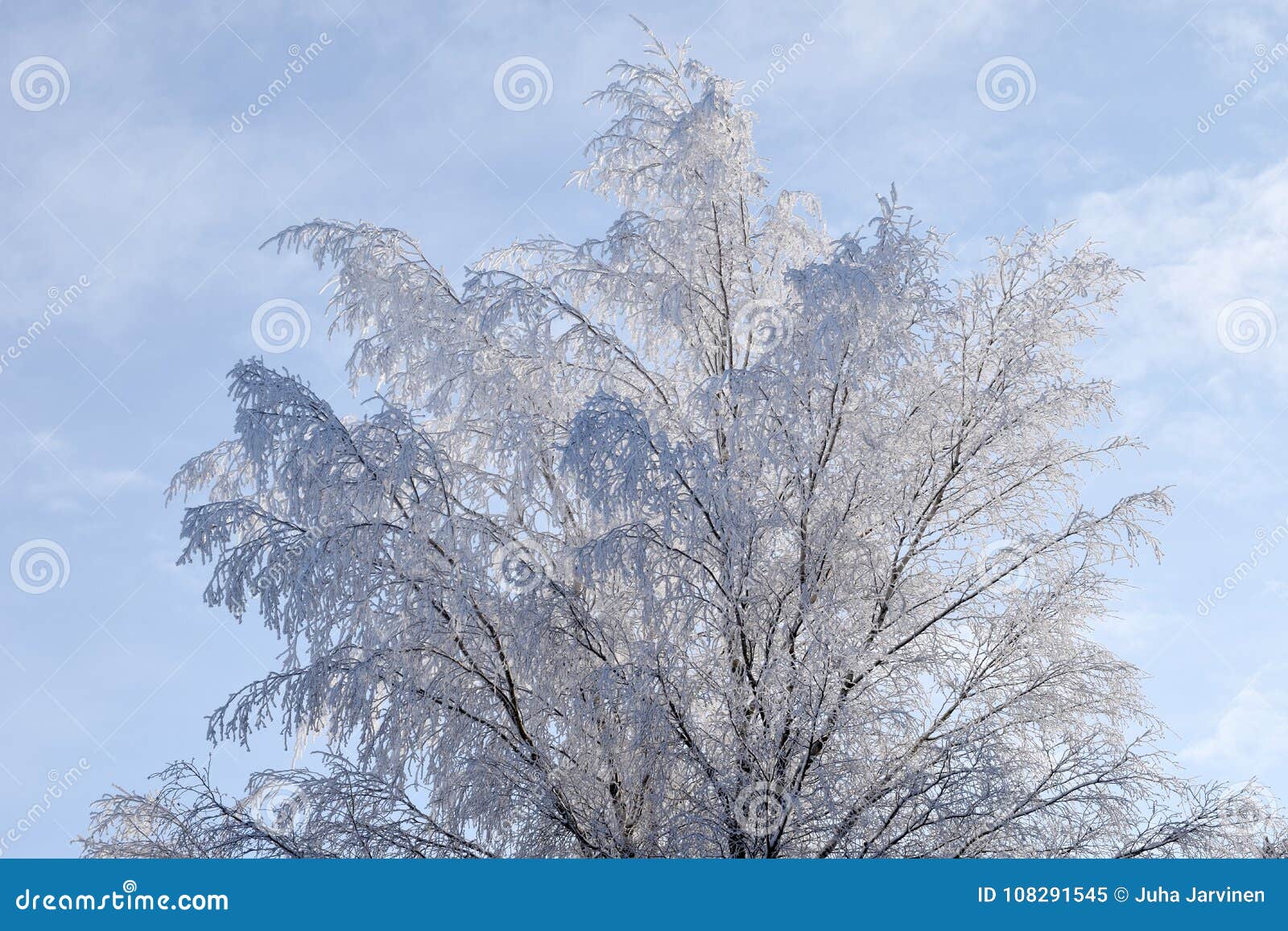 Winter tree stock image. Image of trees, nature, beauty - 108291545