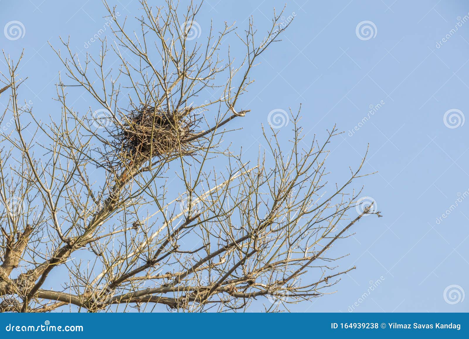 Winter Tree and Bird Nest on Tree Branches. Stock Photo - Image of ...