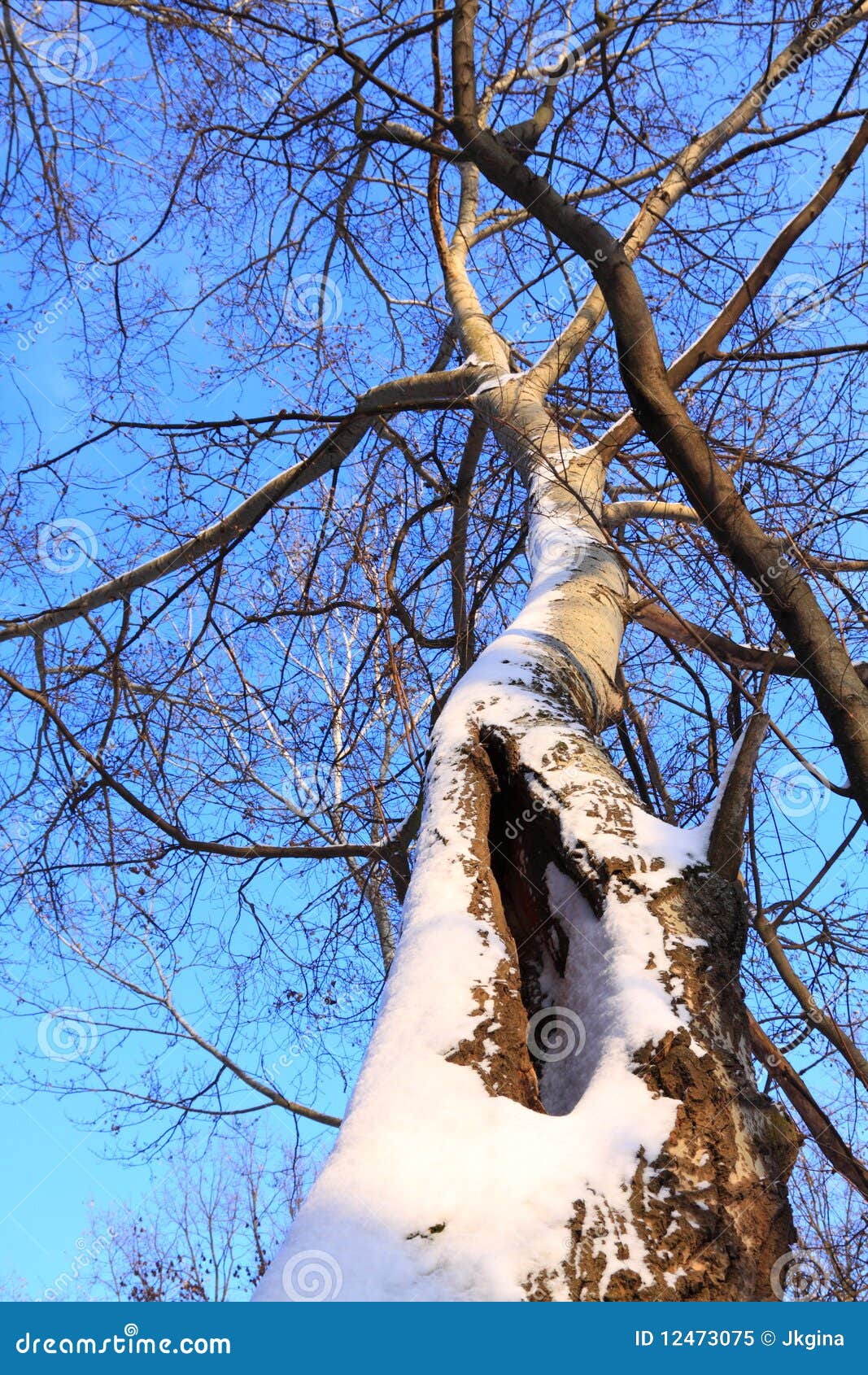 Winter tree and blue sky stock image. Image of snow, branch - 12473075