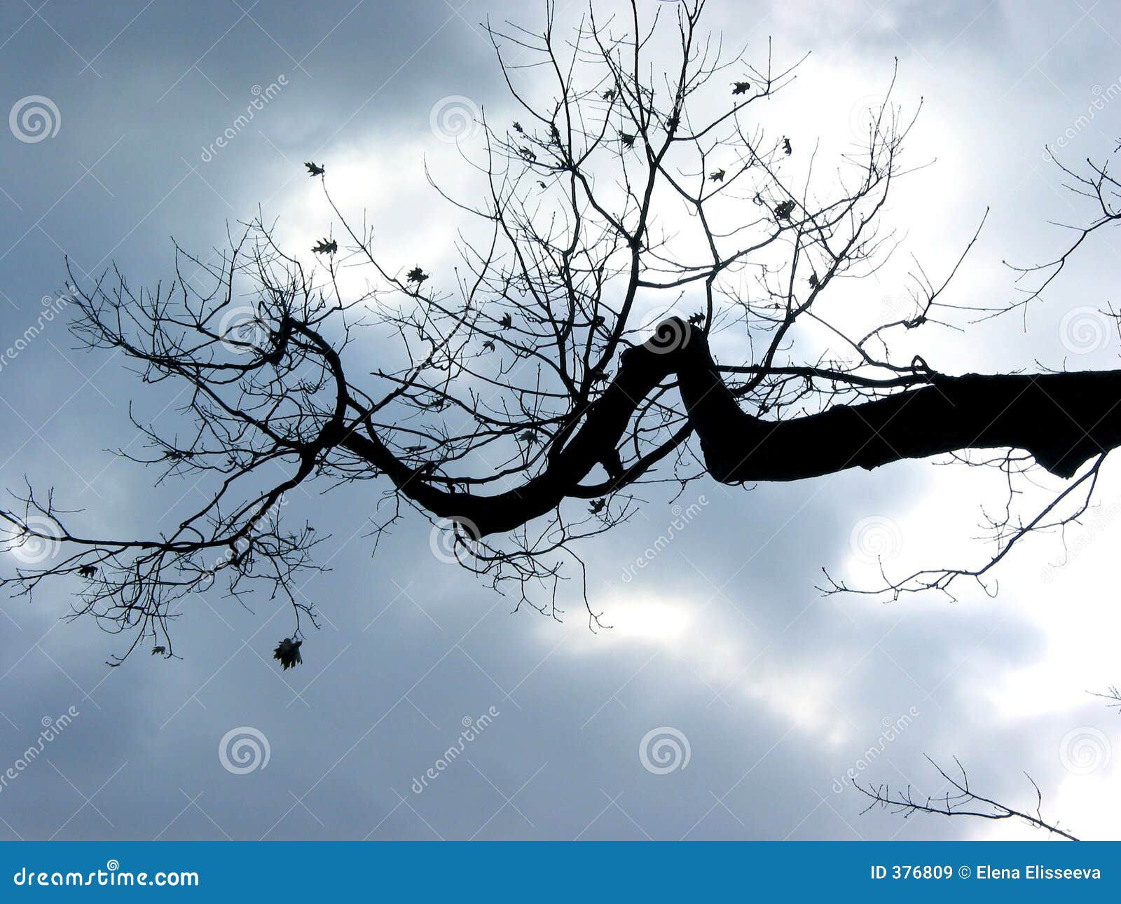 Winter tree branch stock image. Image of silhouette, winter - 376809