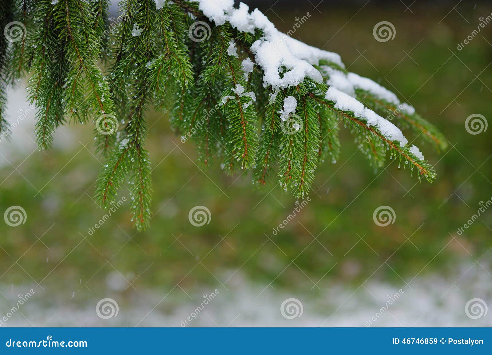 Winter Tree Branch Covered with Snow. Stock Image - Image of festive ...