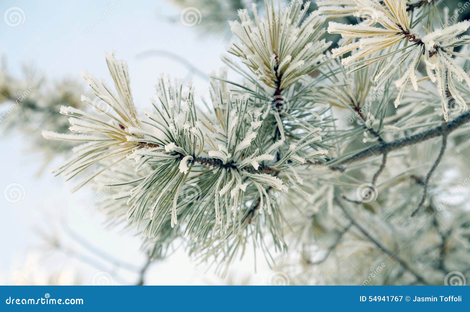 Frosty Winter Tree Branch stock image. Image of outdoor - 54941767