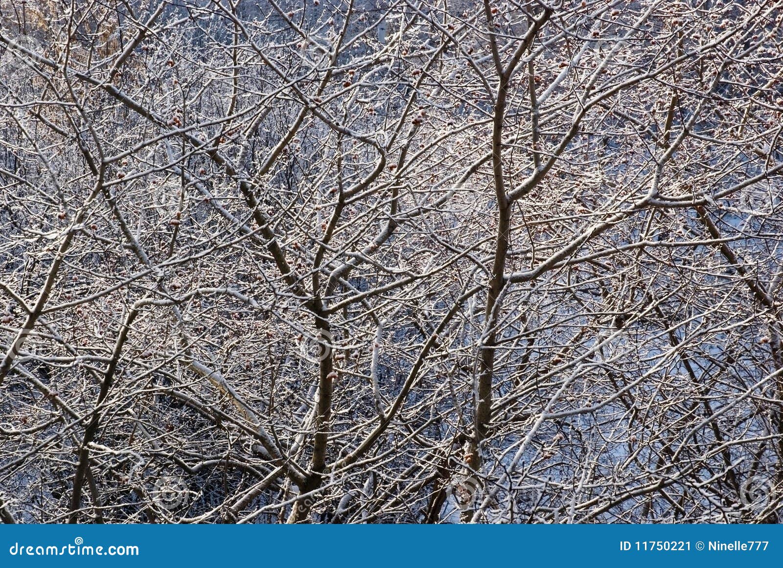 Winter tree branches stock image. Image of white, branches - 11750221
