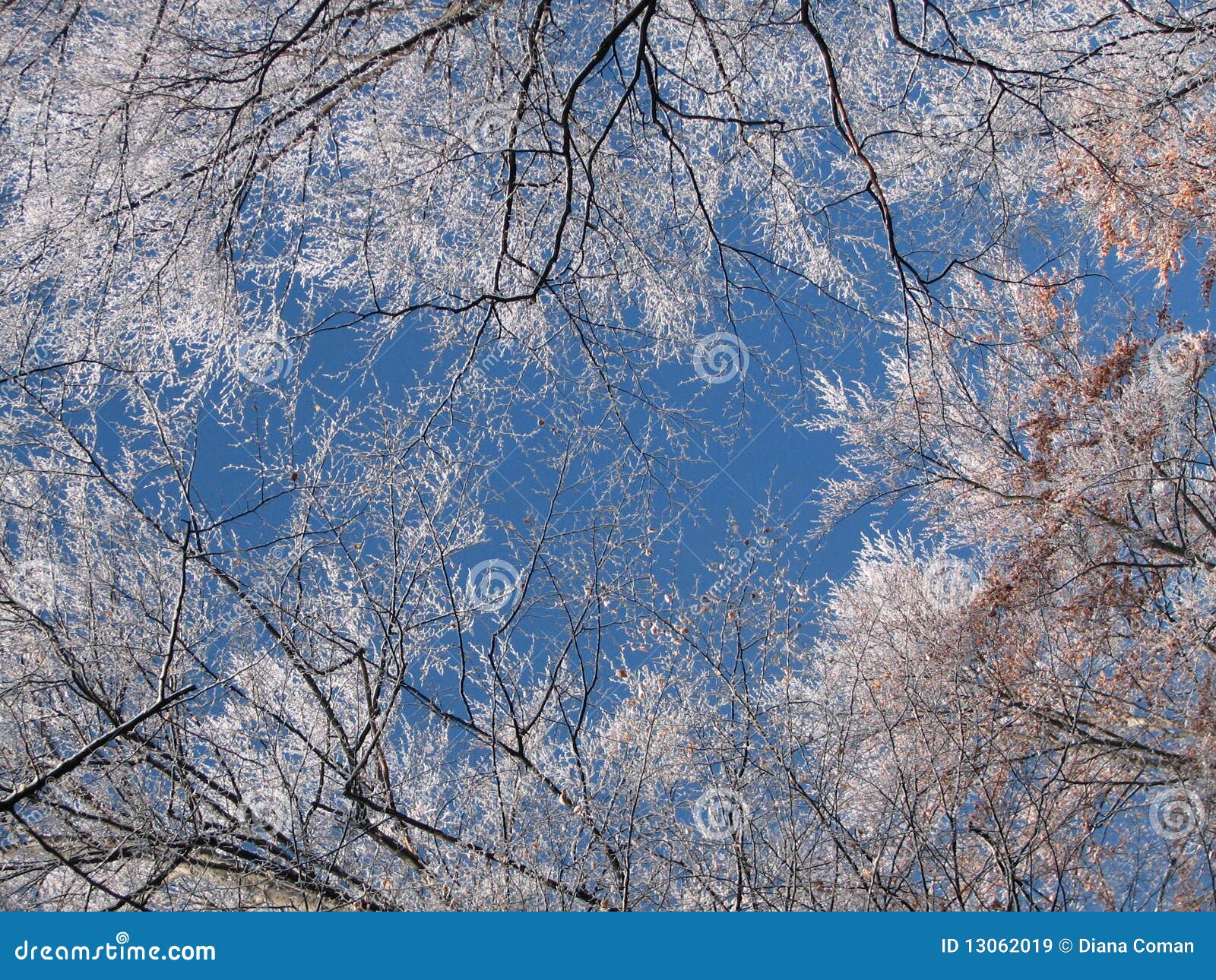Winter tree branches stock image. Image of plants, details - 13062019