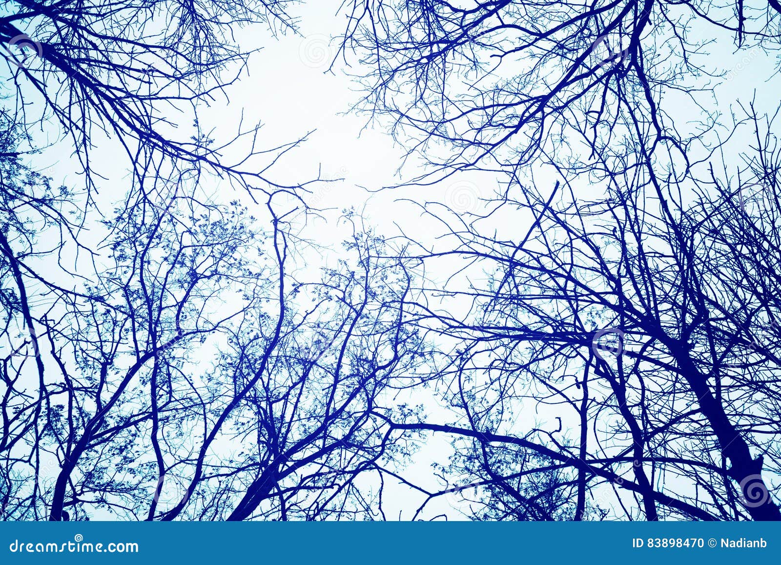 Winter Tree Branches Against the Sky Stock Photo - Image of sunny ...