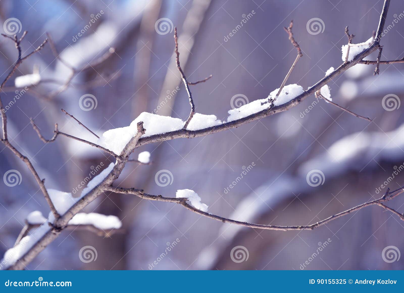 Winter Tree Branches Covered with Snow. Frozen Tree Branch in Winter ...