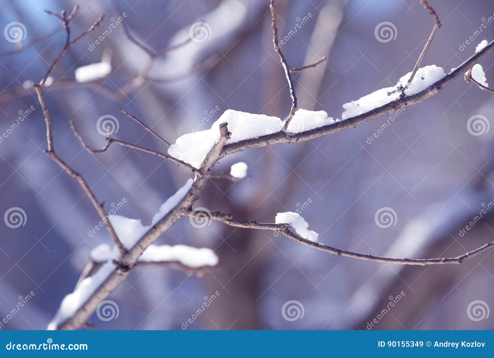 Winter Tree Branches Covered with Snow. Frozen Tree Branch in Winter ...