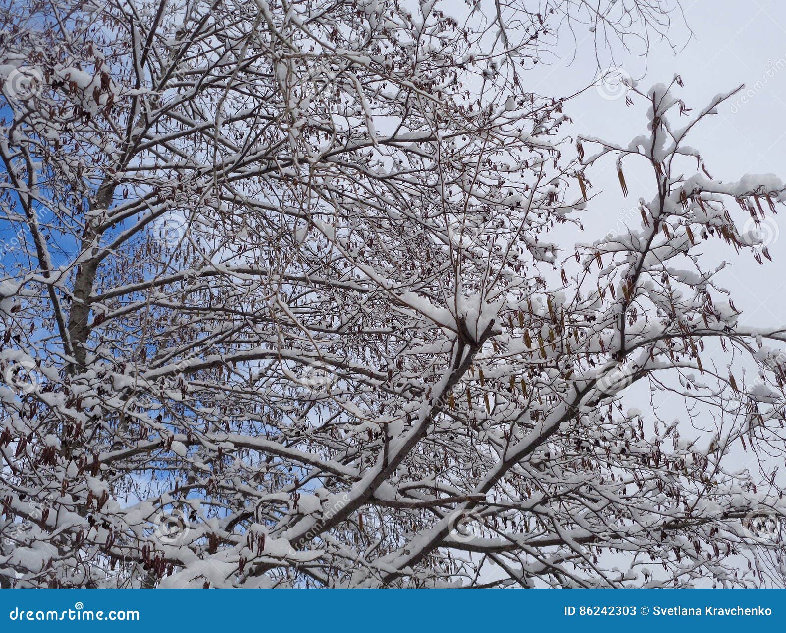 Winter Tree Branches Covered with Snow Stock Image - Image of winter ...