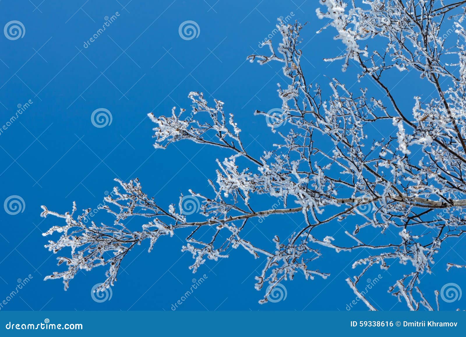 Winter Tree Branches Horizontal Stock Photo - Image of january, bare ...