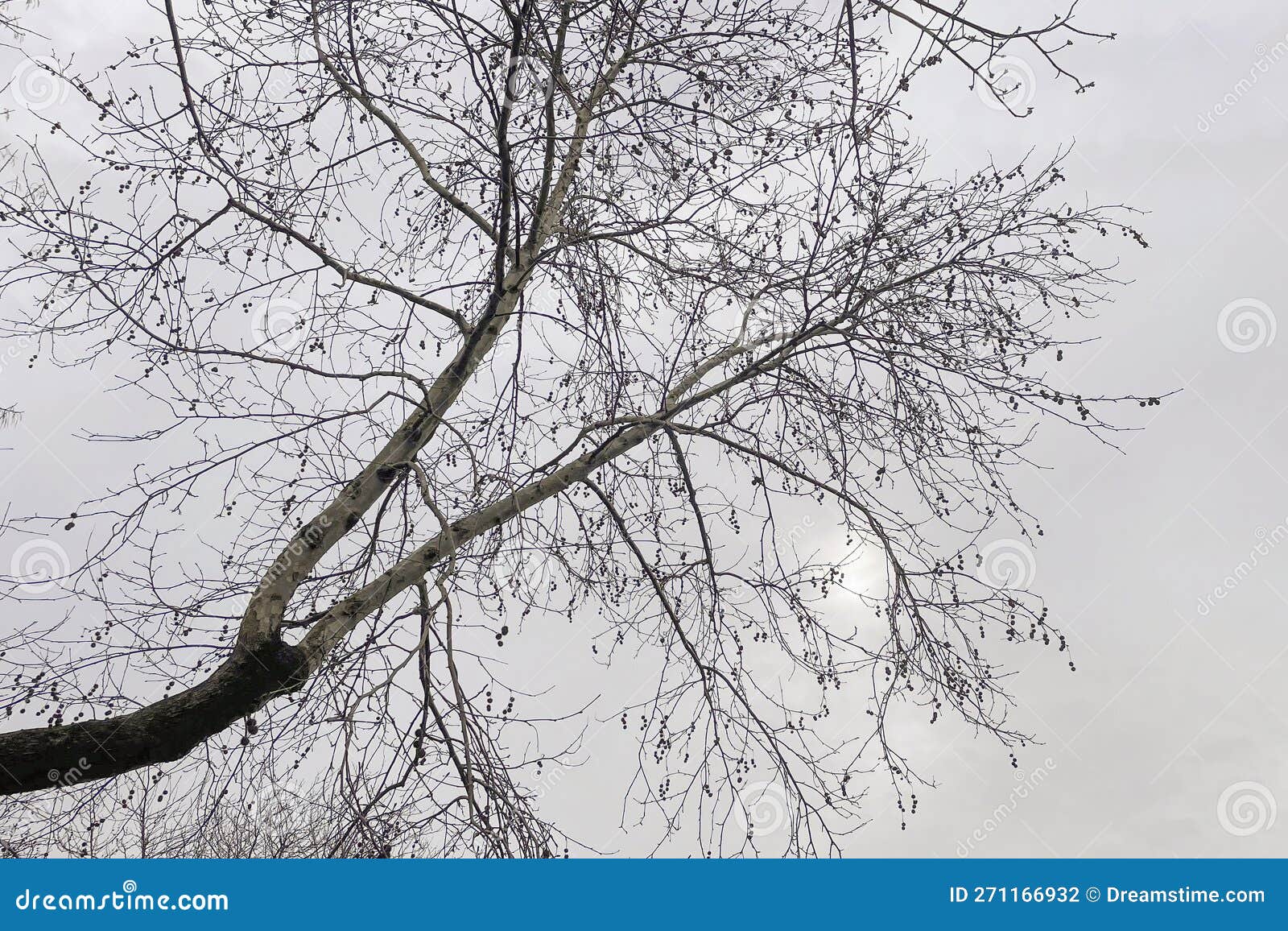 Winter Tree and Branches in Nature Stock Photo - Image of dead, design ...