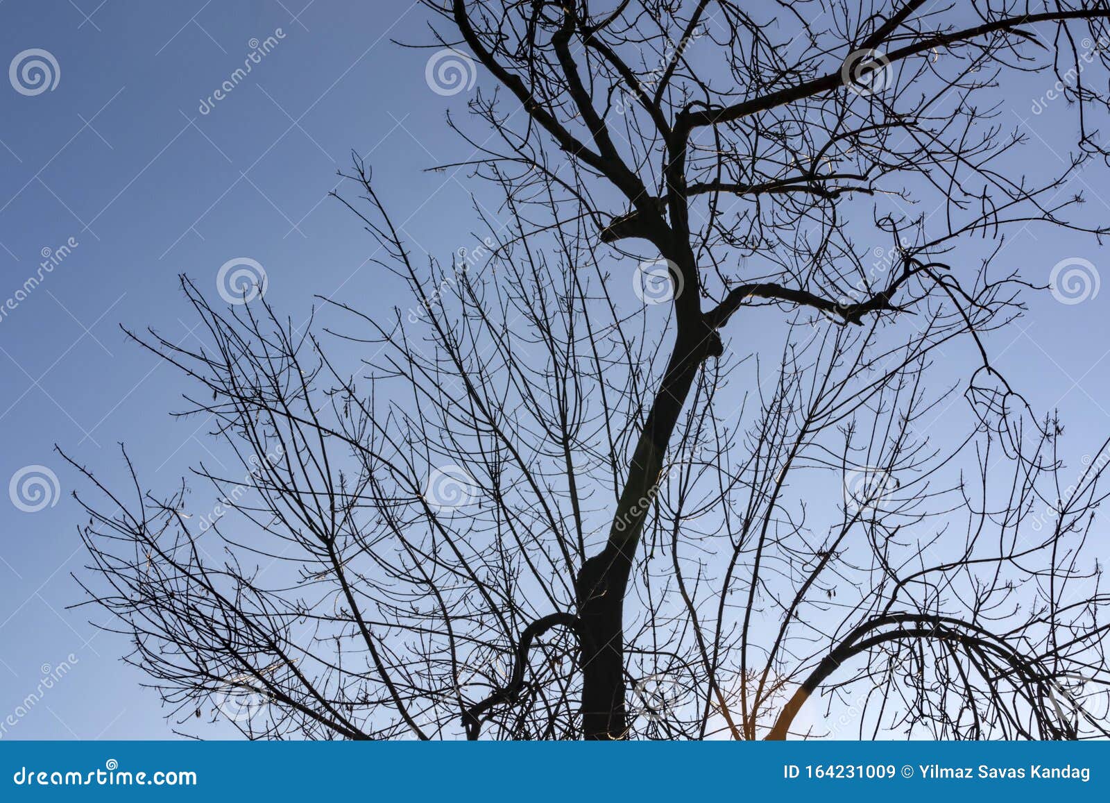 Winter tree and branches stock image. Image of green - 164231009