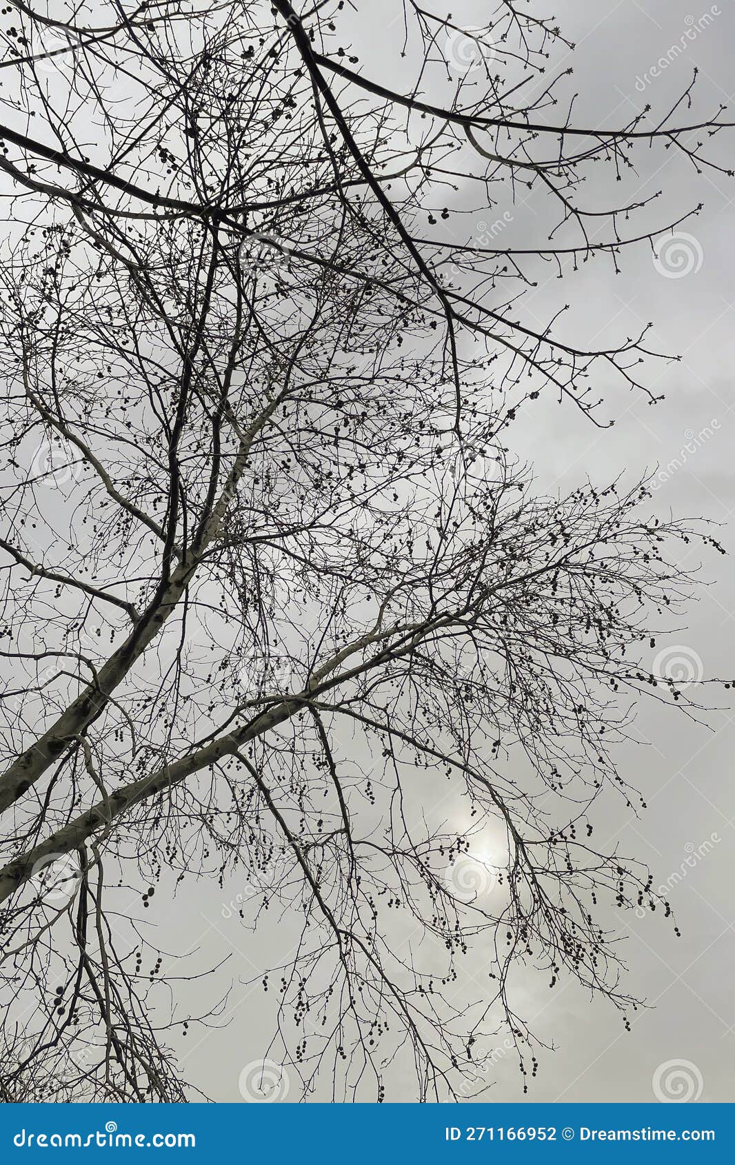 Winter Tree and Branches in Nature Stock Photo - Image of natural ...