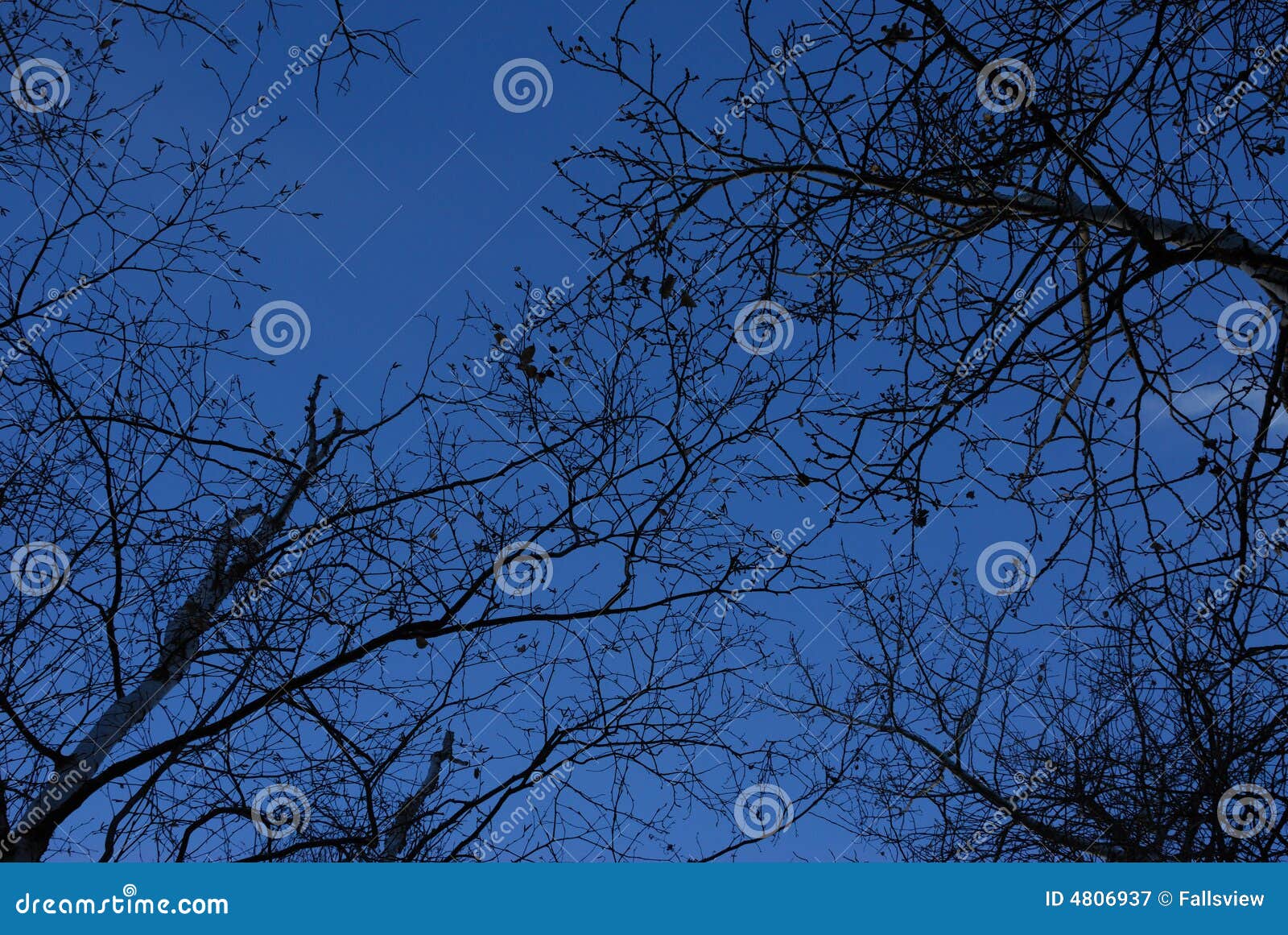 Winter Tree Branches at Night Stock Image - Image of view, backlit: 4806937