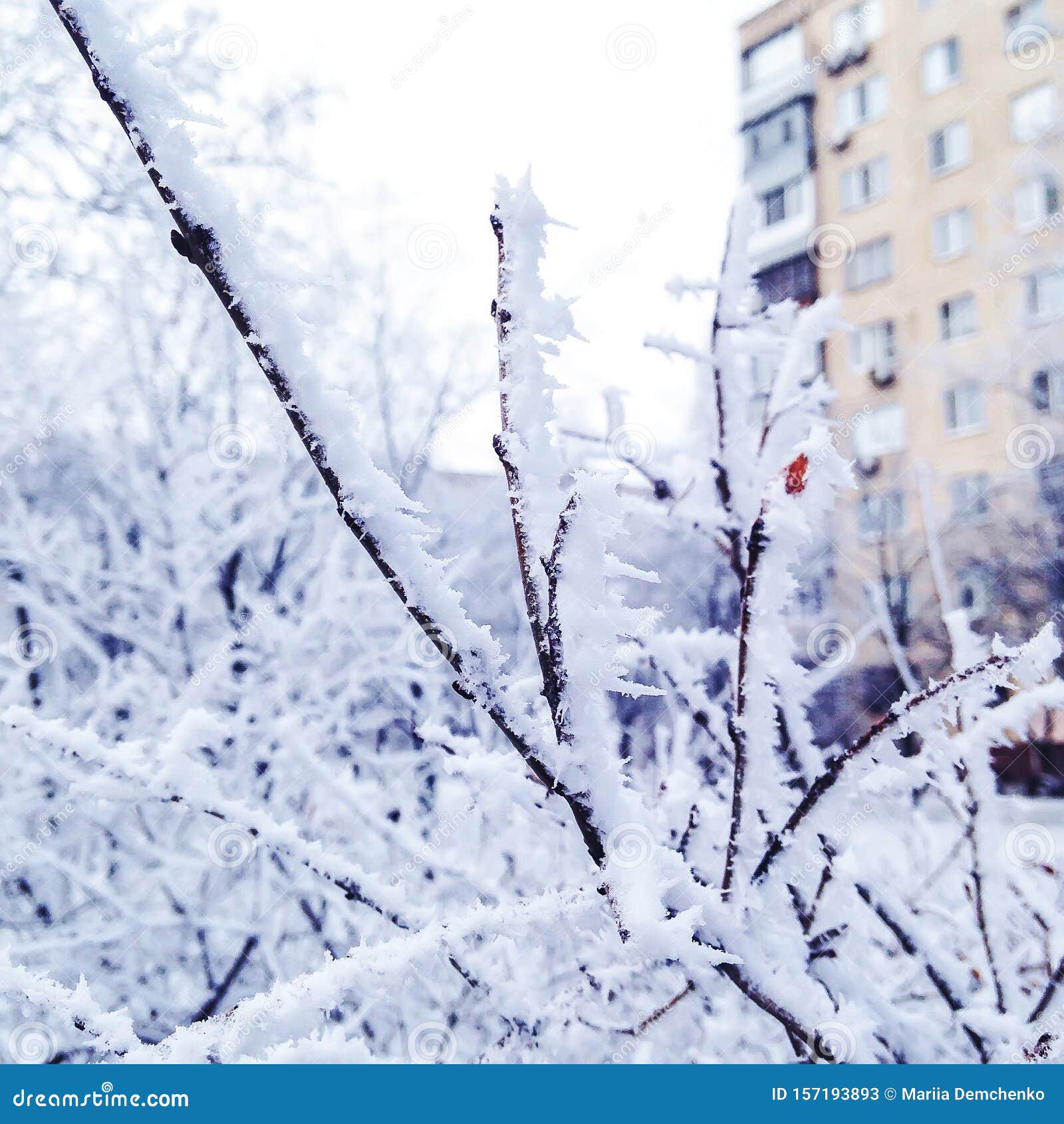 Winter Tree Branches in the Snow Stock Image - Image of branches ...