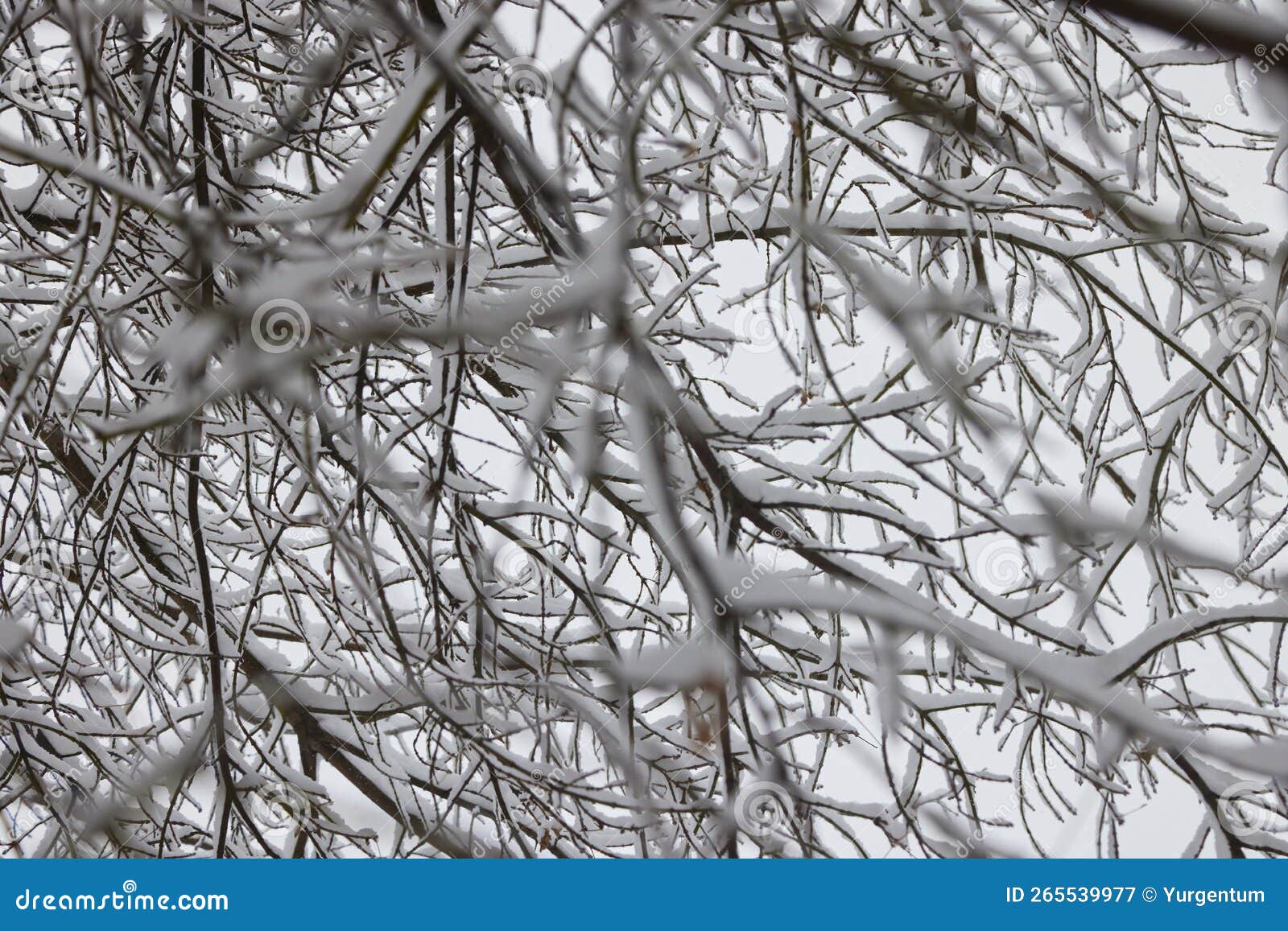 Winter Tree Branches Under Snow Stock Image - Image of trees, branches ...