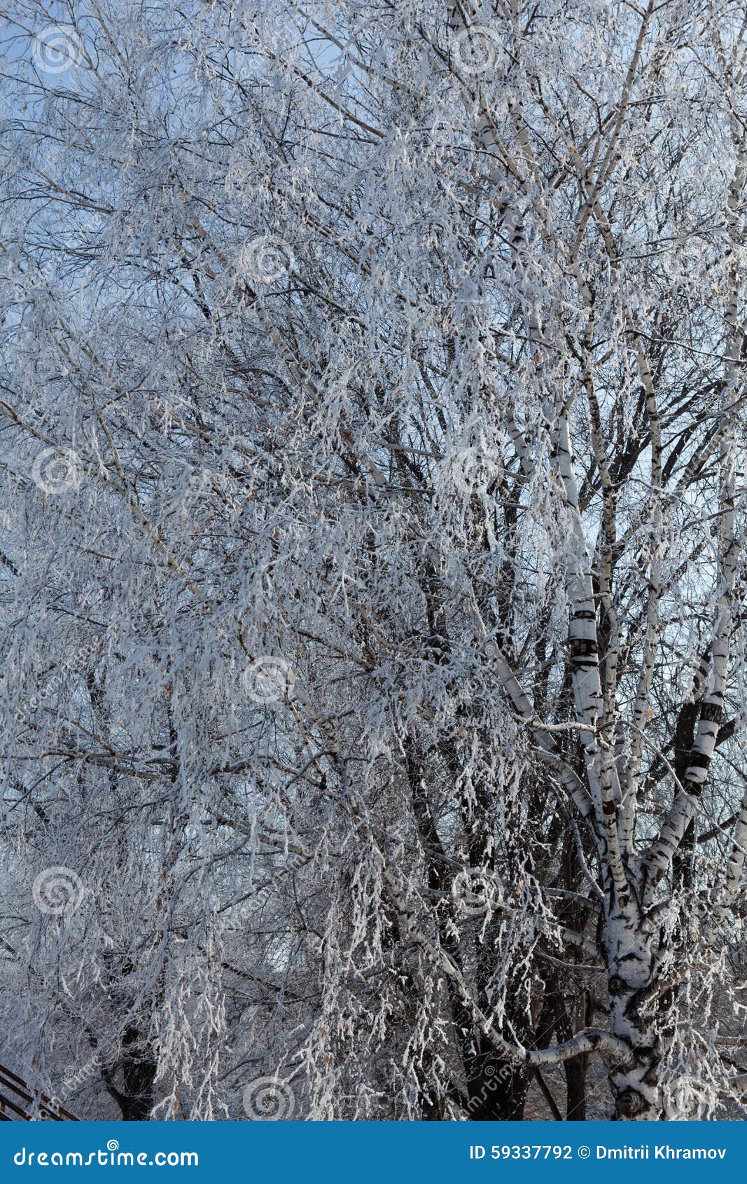 Winter Tree Branches Vertical Stock Photo - Image of polar, blue: 59337792