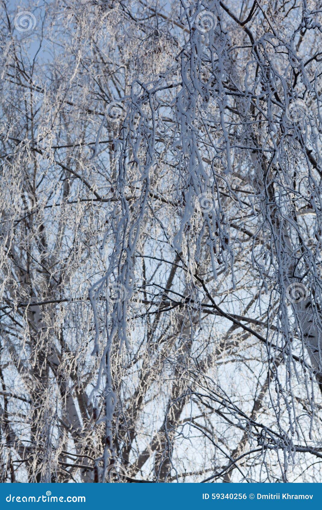 Winter Tree Branches Vertical Stock Photo - Image of clear, landscapes ...
