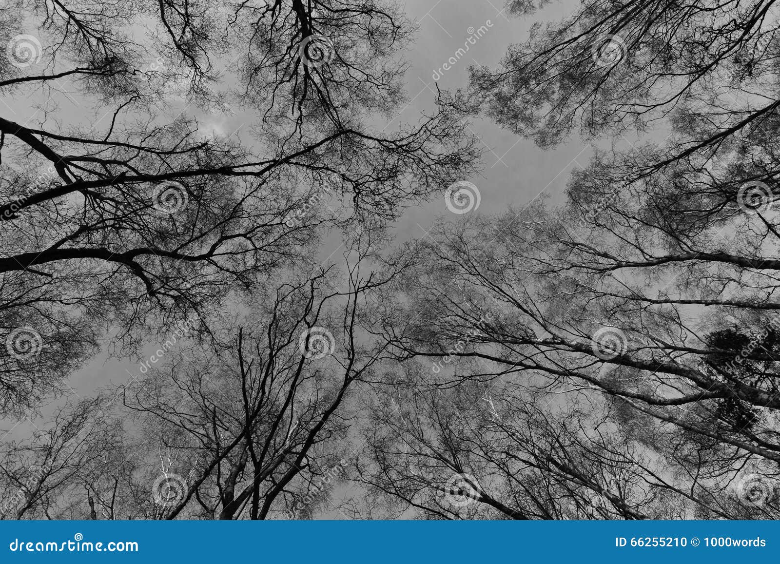 Winter Tree Canopy stock photo. Image of canopy, foliage - 66255210
