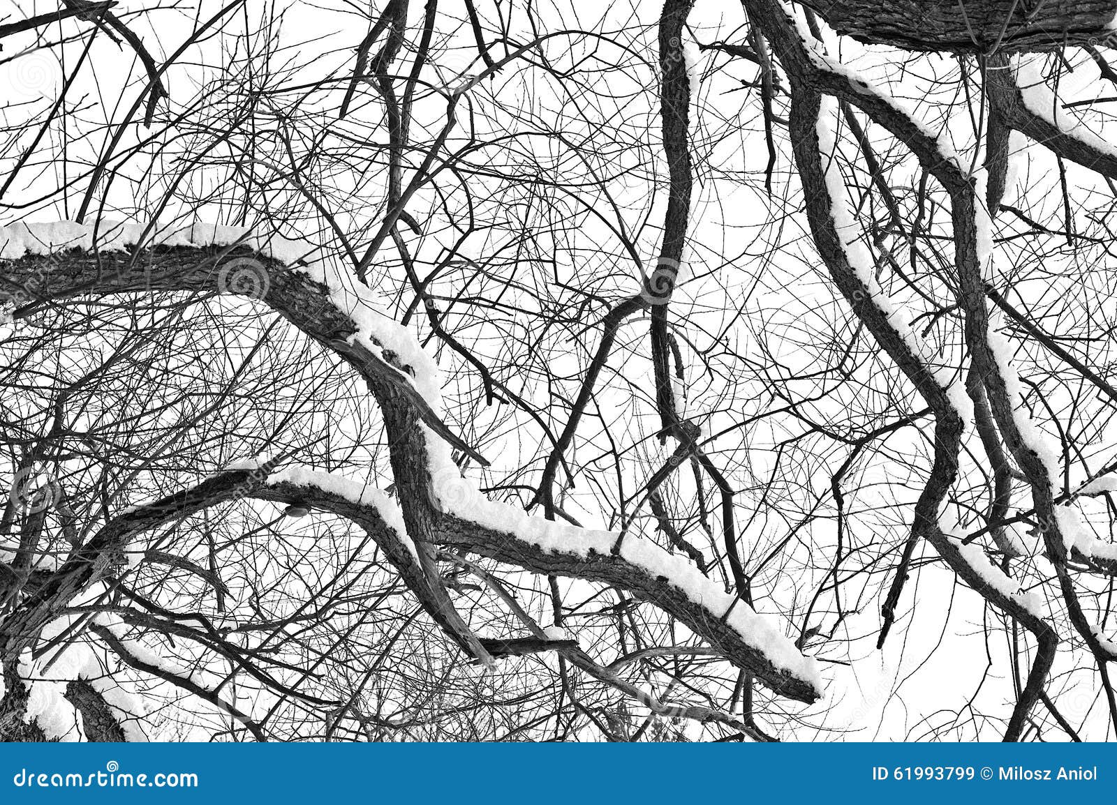 Winter Tree Conceptual Image. Stock Image - Image of tree, snow: 61993799