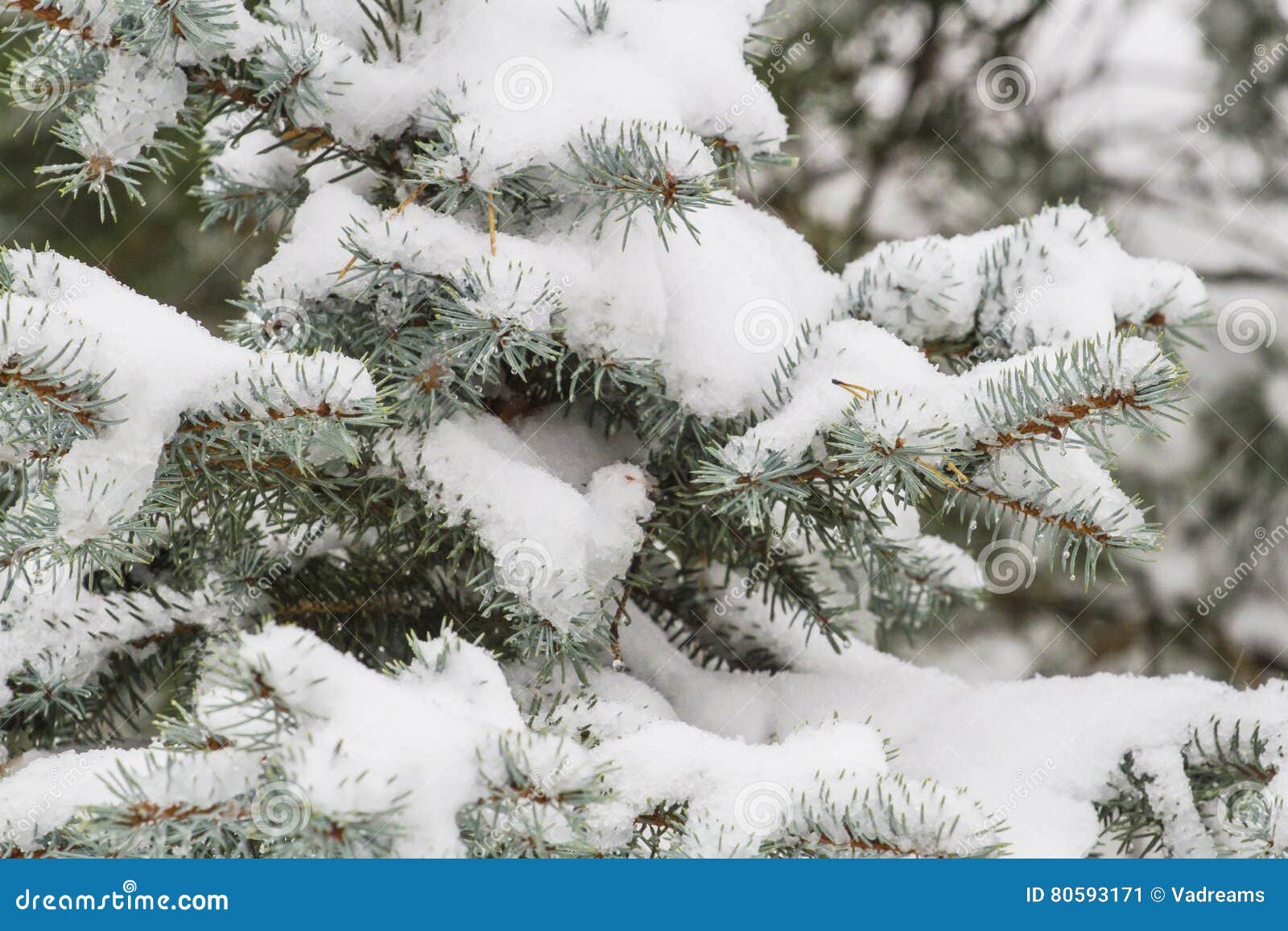 Winter Tree Covered with Snow As Background. Close Up Stock Image ...