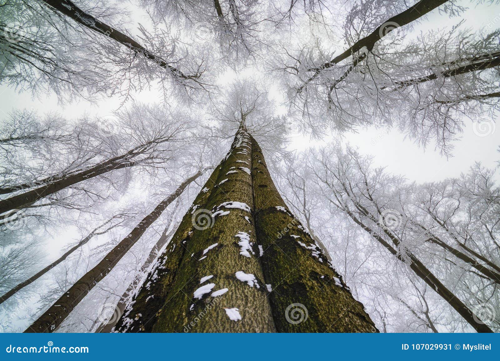 Winter tree crown stock image. Image of outdoors, branch - 107029931