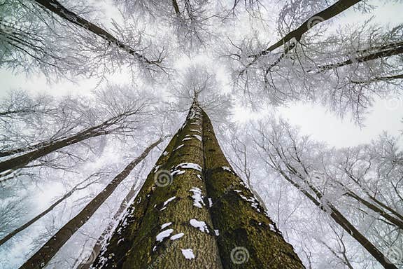 Winter tree crown stock image. Image of outdoors, branch - 107029931