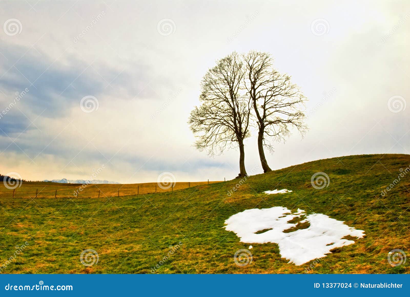 Winter tree in field stock photo. Image of trunk, intricate - 13377024