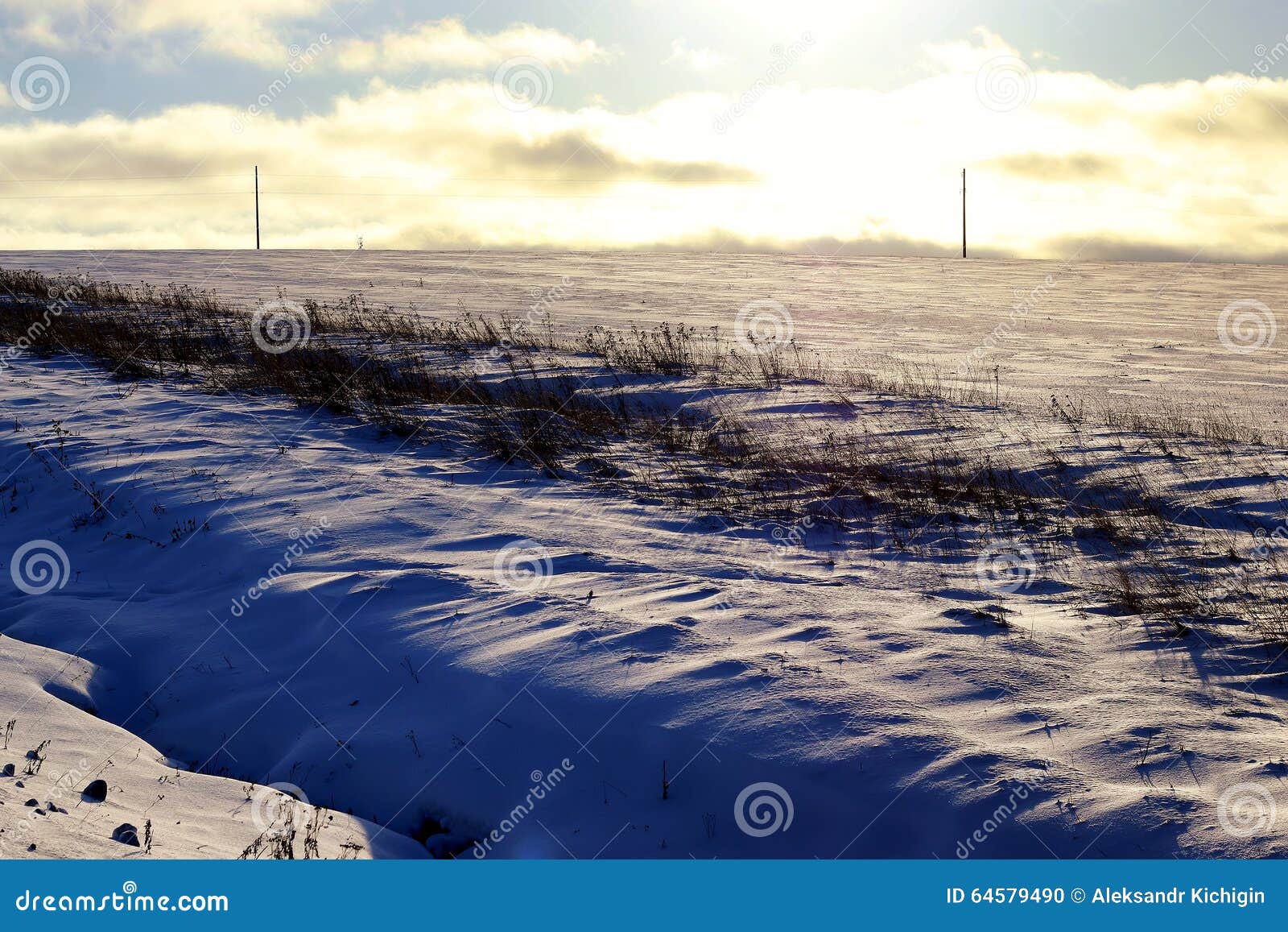 Winter tree in field stock photo. Image of background - 64579490