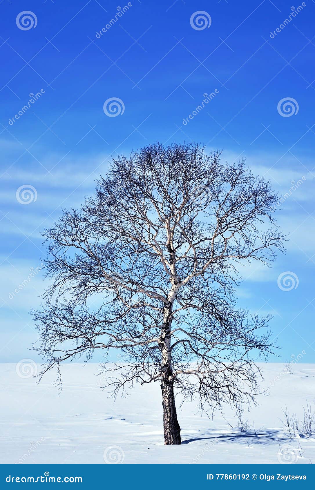 Winter tree in a field stock photo. Image of outdoor - 77860192