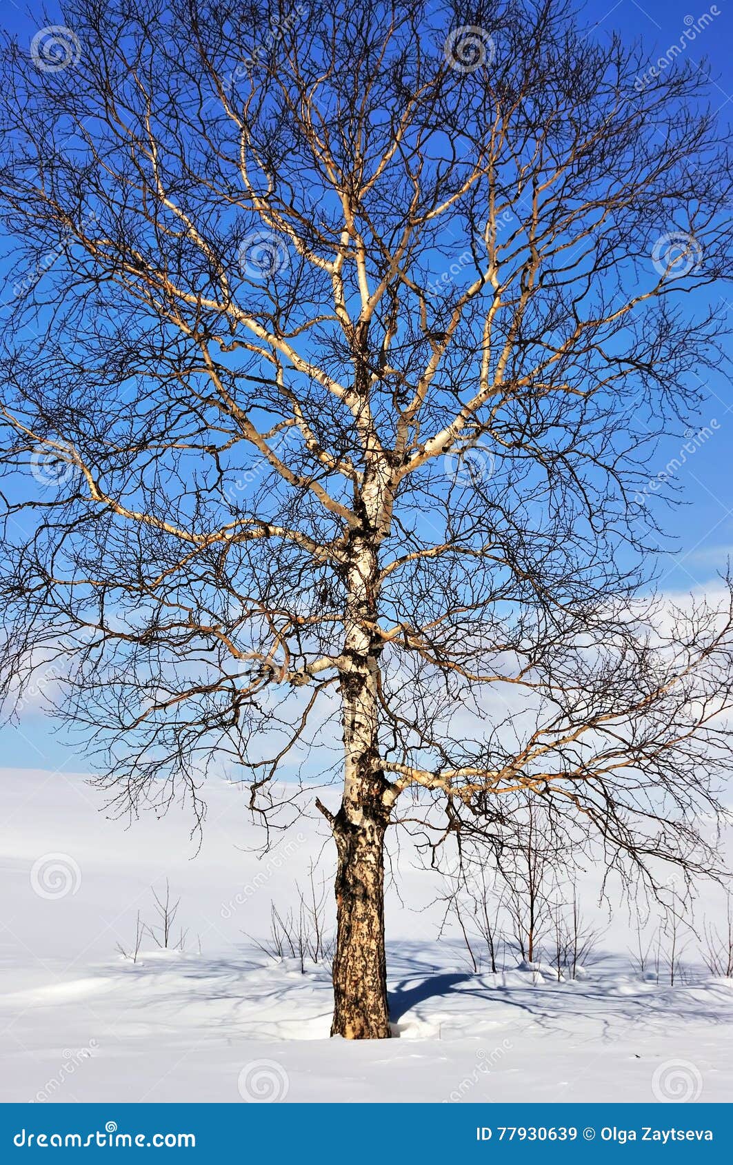 Winter tree in a field stock image. Image of calm, cool - 77930639