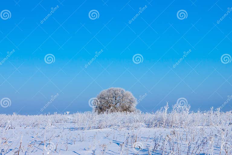 Winter Tree in a Field with Blue Sky Stock Photo - Image of purity ...