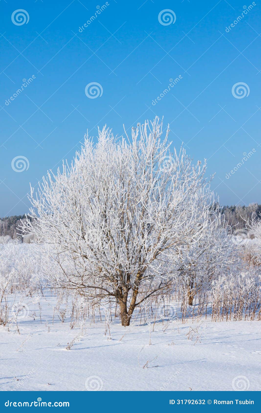 Winter Tree in a Field with Blue Sky Stock Photo - Image of weather ...