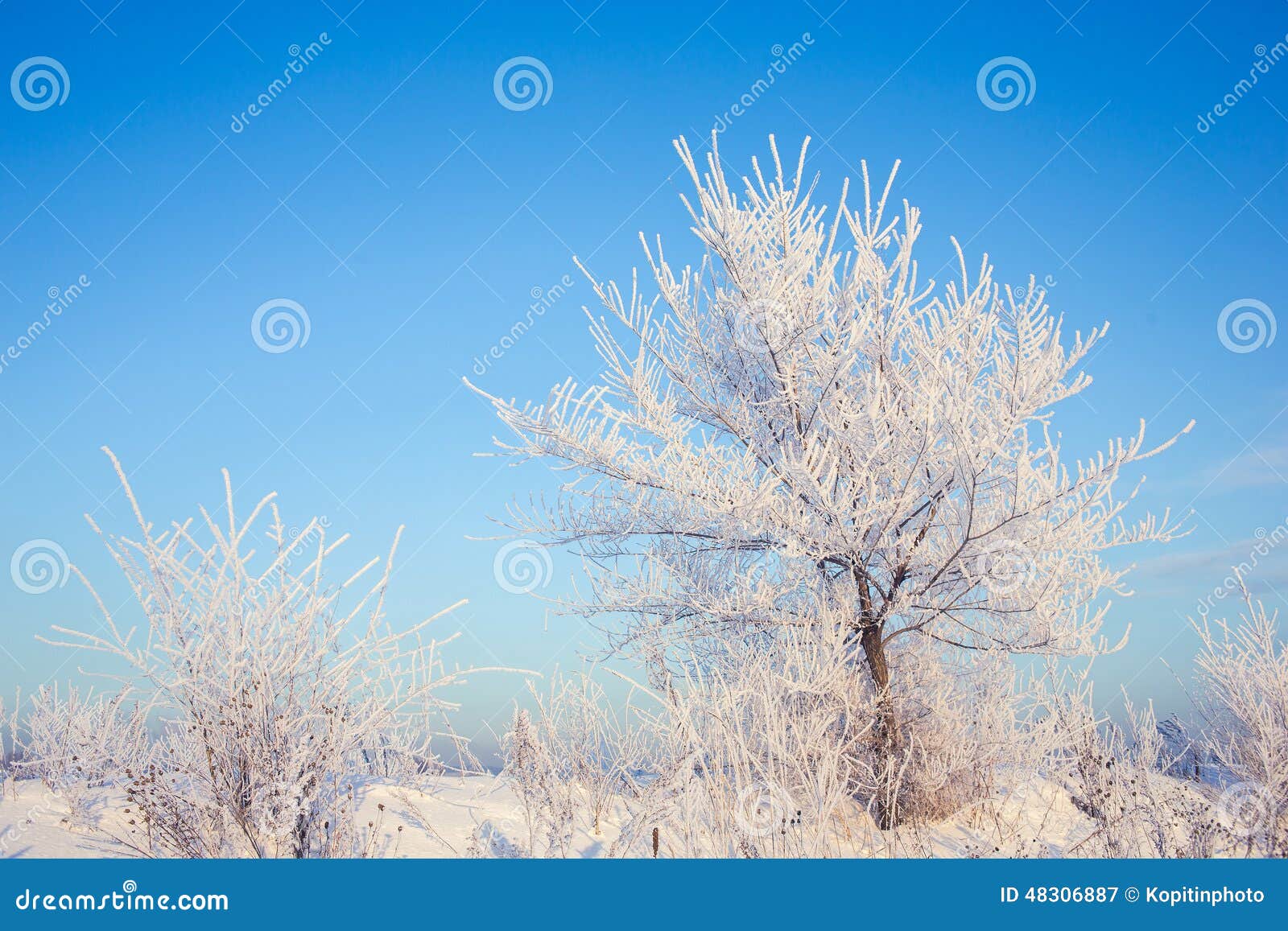 Winter Tree in a Field with Blue Sky Stock Image - Image of cold ...