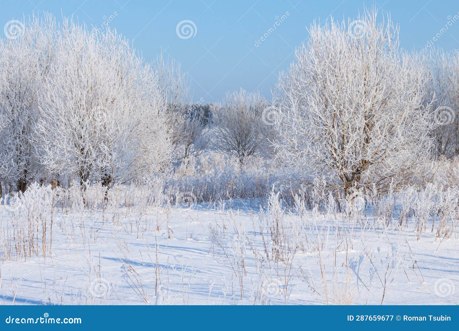 Winter Tree in a Field with Blue Sky Stock Image - Image of frosty ...