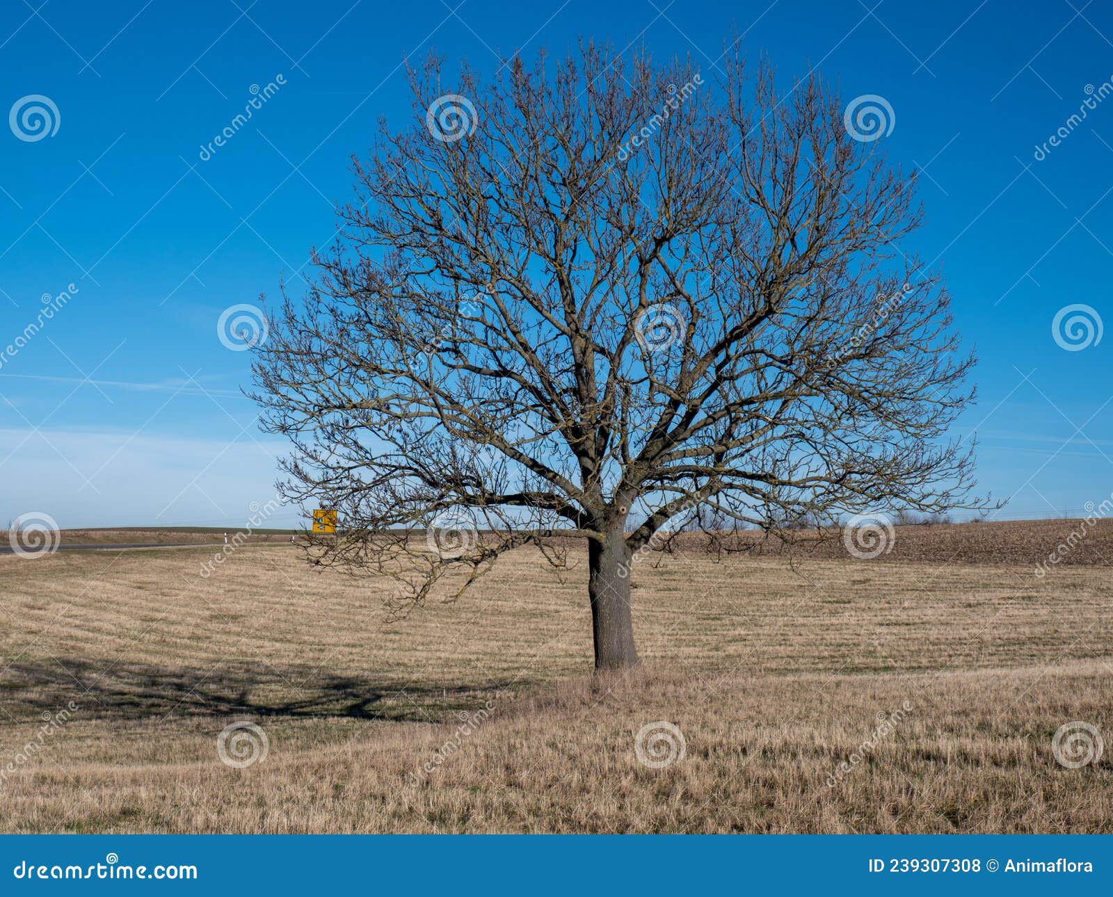 Winter tree in the field stock photo. Image of black - 239307308